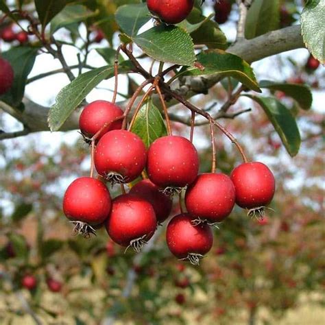 Hawthorne Bush The Ultimate Guide To Growing And Caring For Hawthorne