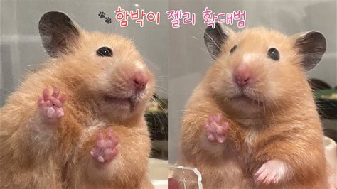 페디그리 햄스터ㅣ함박이 젤리 구경하세요 🐾젤리확대범 쪼르르 달려오는 햄강아지🐹🐶 목욕 중독 함박이 Youtube