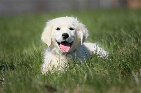Three Unique Golden Retriever Color Shades