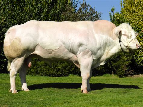 Belgian Blue Cattle Calf