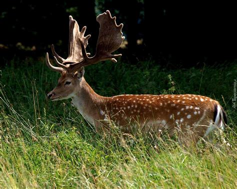 Daniel Tall Grass Online Puzzle