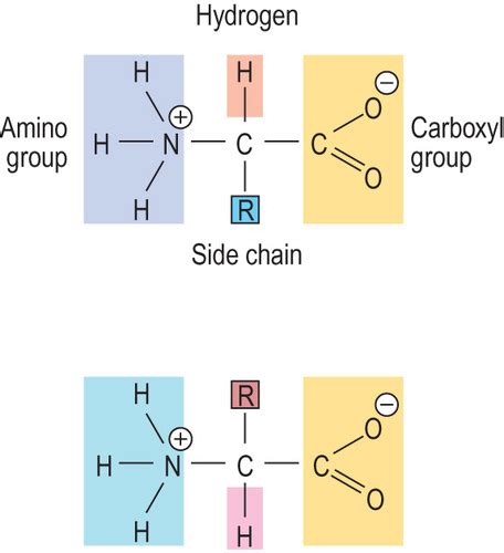 Protein Structure Function Synthesis Flashcards Quizlet
