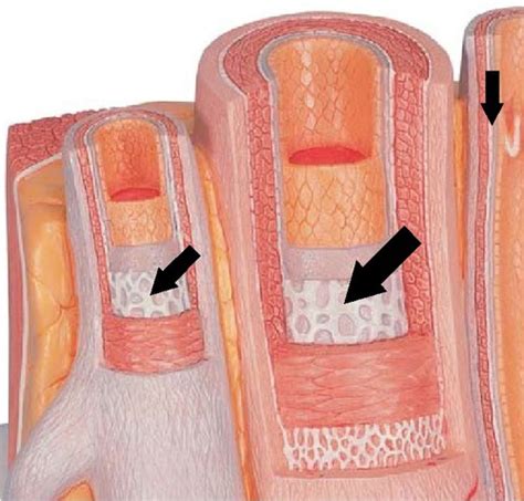 Labex 9 Prelab Flashcards Quizlet