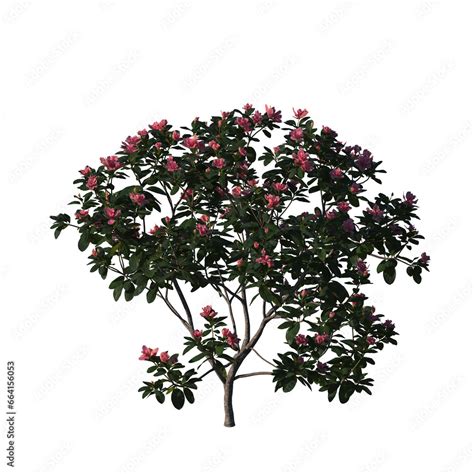 Rhododendron Hybridum Rose Dendron Tree Small Tree Bush Tree Big
