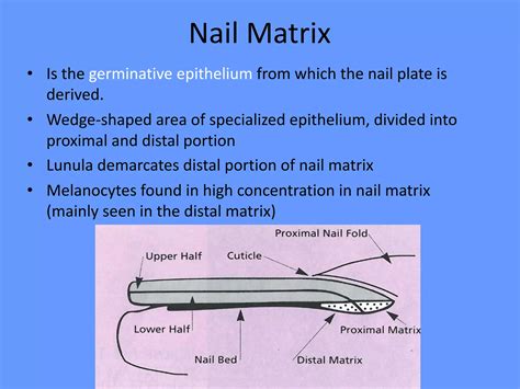 Nail Disorder Dr Aisha Almoosa Pdf