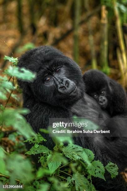 Gorilla Love Photos And Premium High Res Pictures Getty Images