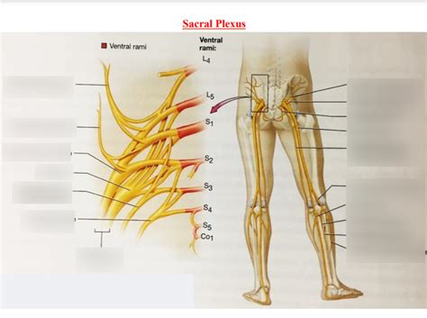 Formation Of Sacral Plexus