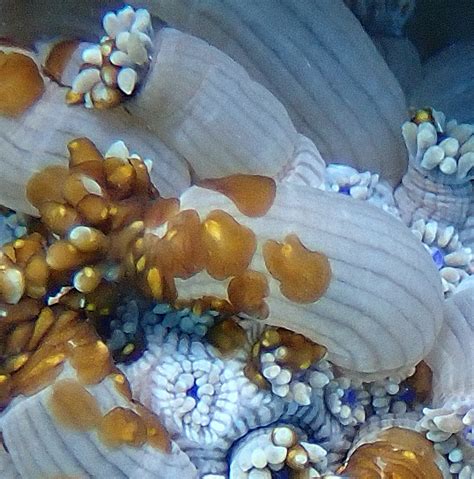 Acoel Flatworm Waminoa Brickneri