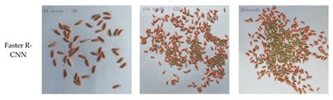 Rice Grain Detection And Counting Method Based On Tcleyolo Model