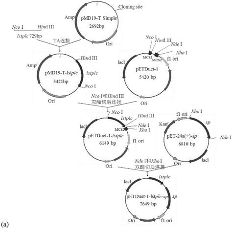 Method Of Using Phospholipase C To Extracellularly Express