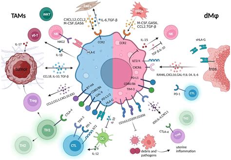Frontiers Macrophage Plasticity And Function In Cancer And Pregnancy