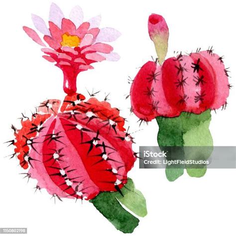 녹색 붉은 선인장 꽃 식물 꽃입니다 수채화 배경 그림 집합입니다 고립 된 선인장 그림 요소입니다 0명에 대한 스톡 벡터 아트 및