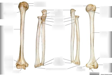 Humerus Ulna Radius