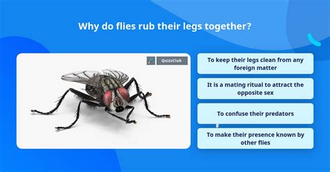 Why Do Flies Rub Their Legs Together Trivia Questions Quizzclub