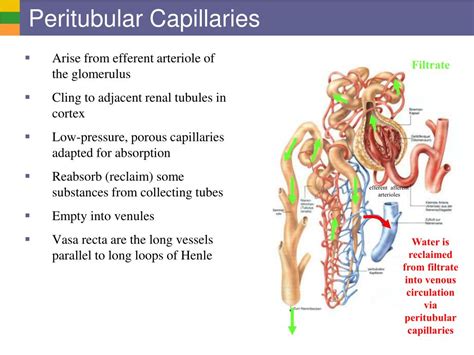 What Are Peritubular Capillaries At Carolann Ness Blog