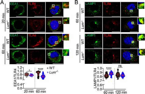 Lumican Delays Tlr4 Trafficking To Endolysosomes In Pmacs A Tlr4