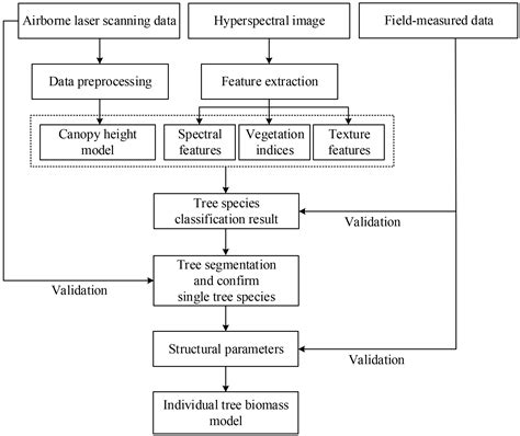 tree species classification and individual tree biomass model