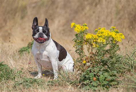 French Bulldog Bull Terrier Mix