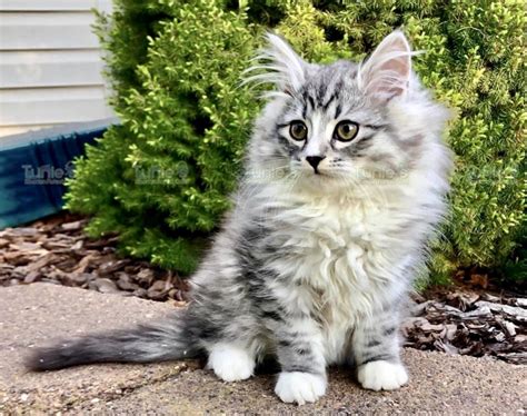 Siberian Forest Cat Image Gallery Tunies Siberian Forest Cats