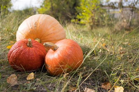 할로윈 축하를위한 호박을 준비한 아름다운 중년 금발 여성의 초상화 엽서 및 초대장 또는 광고를위한 모형 0명에 대한 스톡 사진 및 기타 이미지 Istock