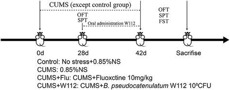 Frontiers Bifidobacterium Pseudonumeratum W112 Alleviated Depressive
