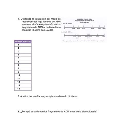 Solved 6 Using The Phage Lambda Dna Restriction Map