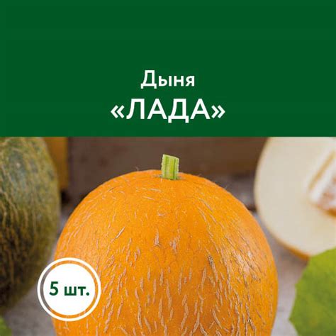 Описание дыни лада