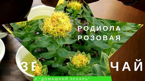 ТОП-10 Трав для памяти - Домашний лекарь - выпуск 29 - YouTube
