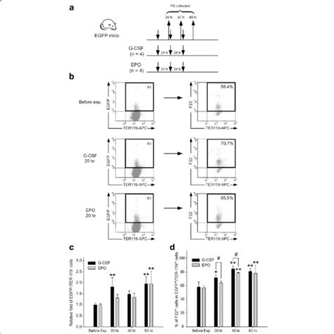 Granulocyte Colony Stimulating Factor G Csf Treatment Mobilized More Download Scientific