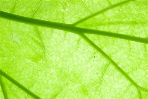The Dna Of Personal Effectiveness Roffey Park Institute