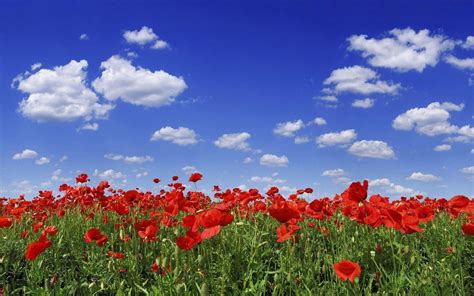 Red Poppy Wallpapers Wallpaper Cave