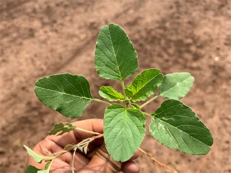 Redroot Pigweed Ufifas Wfrec Weed Science Program University Of