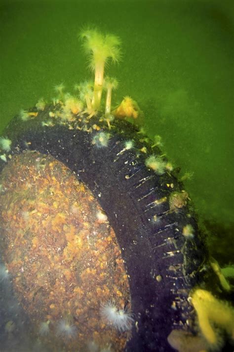 Johnny Haglund Dykker På Restene Etter Donau Vi Menn
