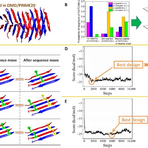Computational Modeling Of Catch Peptide Fibril And In Silico Evolution Download Scientific