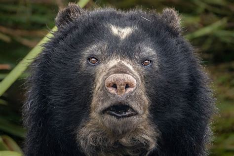 Meet The Spectacled Bear South Americas Only Bear Cool Green Science