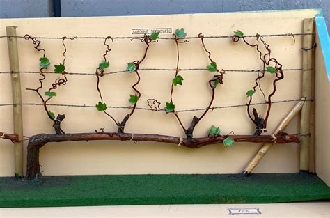 Proantic Model For Vine Pruning Demonstration