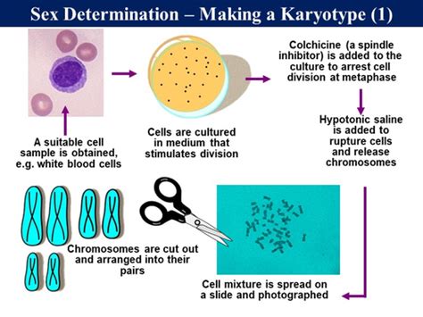 Bio6 9 Sex Determination In Humans Teaching Resources