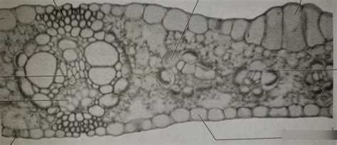Monocot Leaf Drawing