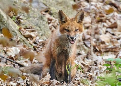 Closeup Of A Kit Fox Roaring Sitting In Dried Fallen Leaves Stock