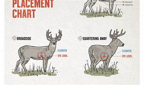Deer Archery Accurate Shot Placement Chart Guide