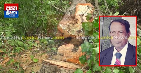 කැපූ ගසට යට වී විශ්‍රාමික තැපැල් ස්ථානාධිපති ජීවිතක්ෂයට Dasatha Lanka News