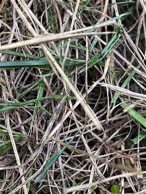 Take All Root Rot Vs Brown Patch Lawn Disease Whats The Difference