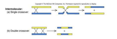 Salma Genetics 7 Dna Recombination Flashcards Quizlet