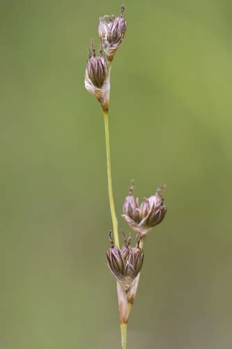 Long Styled Rush Juncus Longistylis