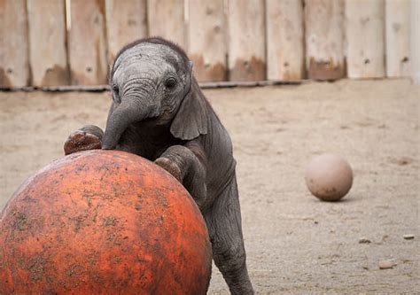 Elephant Balls