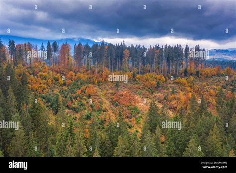 Mass Deforestation In The Highlands Destruction Of The Forest