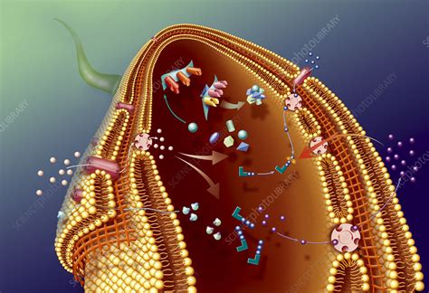 Bacterium Drawing Stock Image C0044389 Science Photo Library