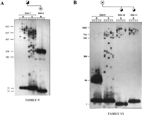 Small Pool Pcr Comparison Of Dm1 Ctg Repeat Alleles In The Fathers Download Scientific Diagram