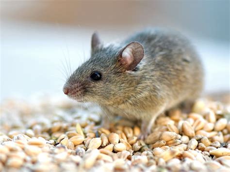 How Do Exterminators Get Rid Of Mice Termiguard