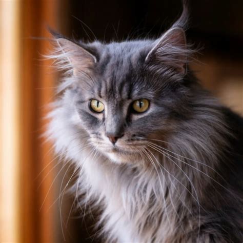 How To Remove Mouse Trap Glue From Cat Fur Thanos Home